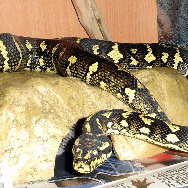 SW England - Male Paul Harris Jungle Carpet Python | Reptile Forums